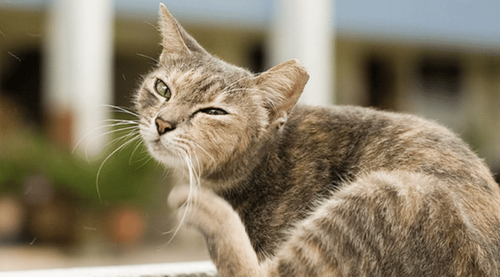 What You Need to Know About Fleas on Cats - BoredMom