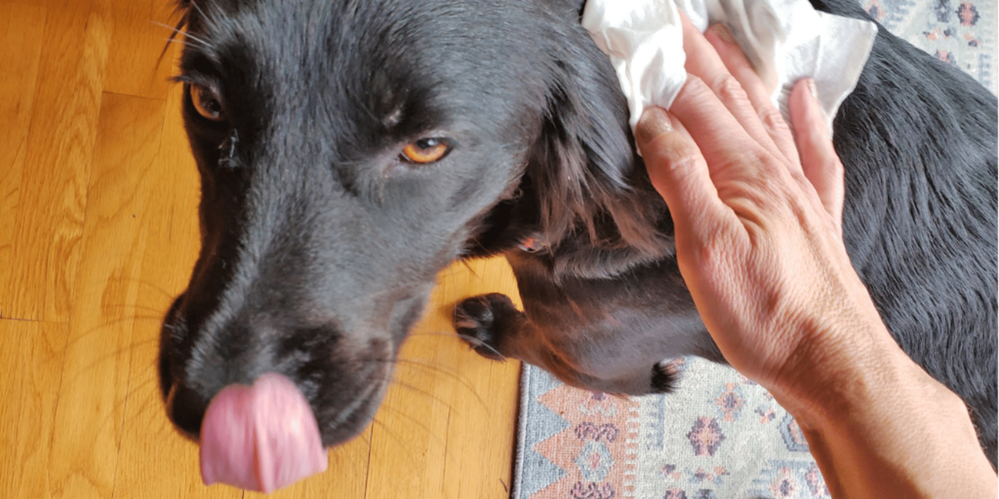 Tips on Traveling with a Dirty Dog - BoredMom