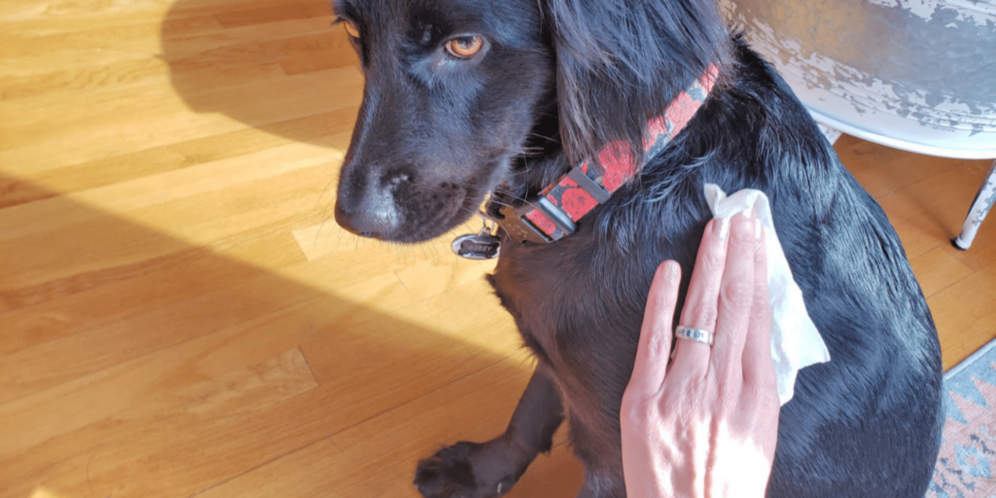 Tips on Traveling with a Dirty Dog - BoredMom